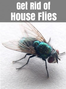 How to Get Rid of Flies? - Home Remedies to Control House Fly
