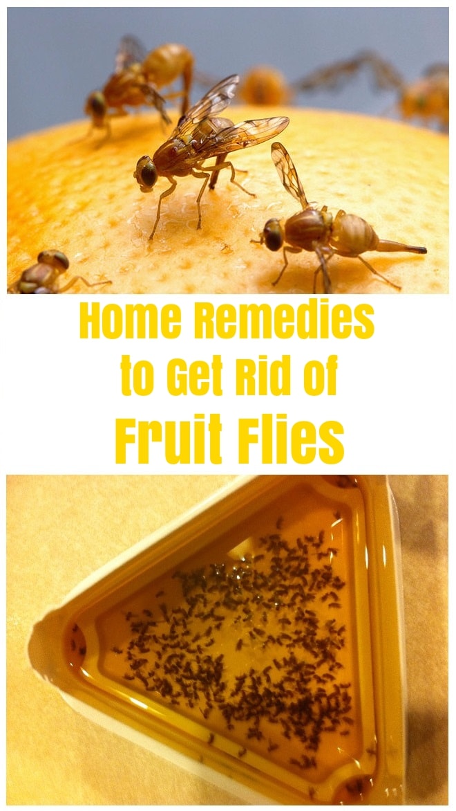 How to Get Rid of Fruit Flies and Kill Them? - Fruit Flies Repellent