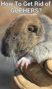 How to Get Rid of Gophers? Top 13 Hacks to Remove Gophers