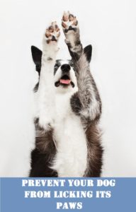 7 Home Remedies to Prevent or Stop Your Dog from Licking Its Paws